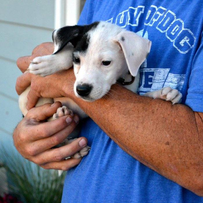 About 4 Luv of Dog Rescue - 4 Luv of Dog Rescue